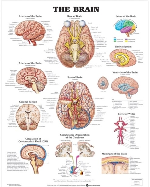 Brain Anatomical Chart | Pegasas