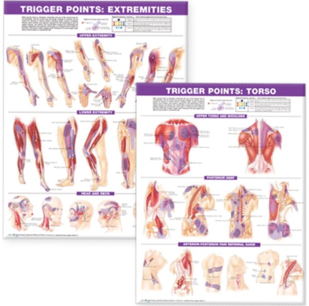 Trigger Point Chart Set: Torso & Extremities Lam | Pegasas