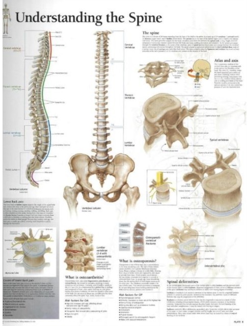 Understanding the Spine Paper Poster | Pegasas