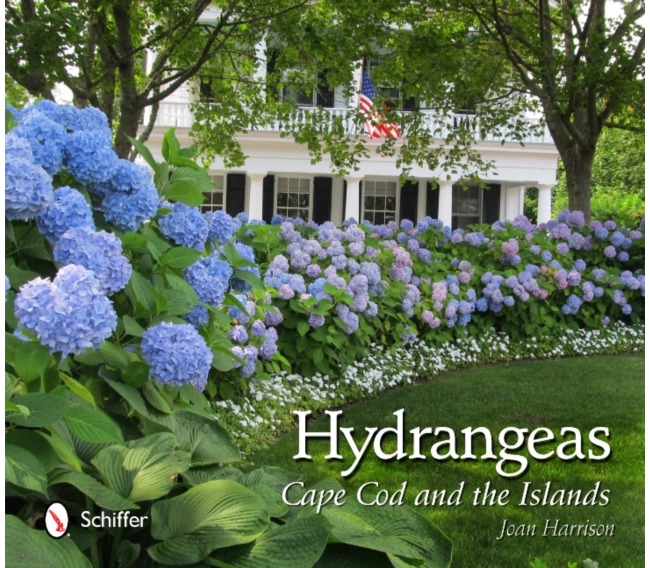 Hydrangeas Cape Cod and the | Pegasas