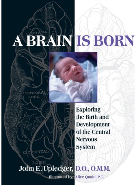 Brain Is Born Exploring the Birth | Pegasas
