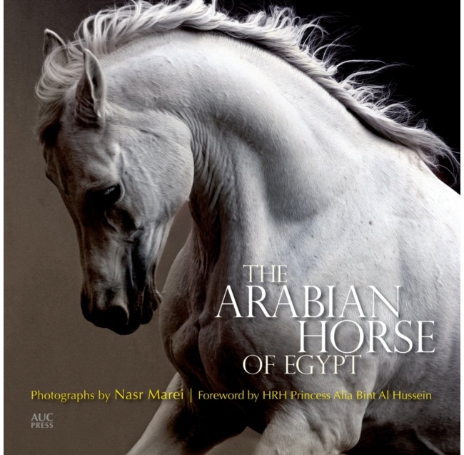 Arabian Horse of Egypt | Pegasas
