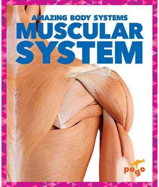 Muscular System | Pegasas