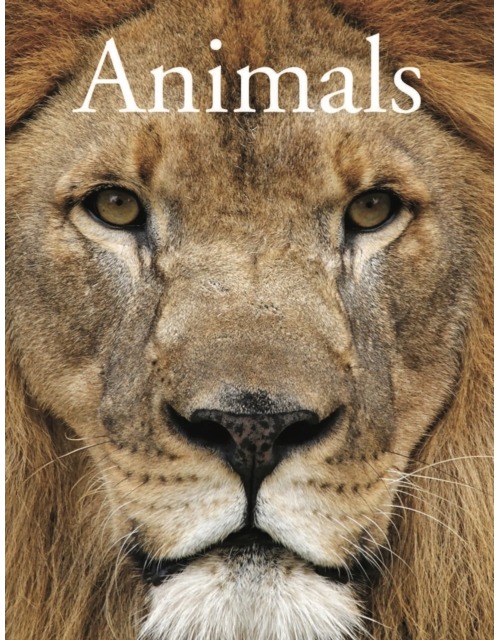 Encyclopedia of Animals | Pegasas