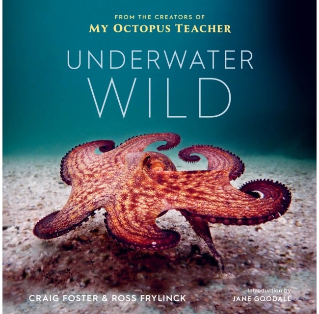 Underwater Wild My Octopus Teacher's | Pegasas