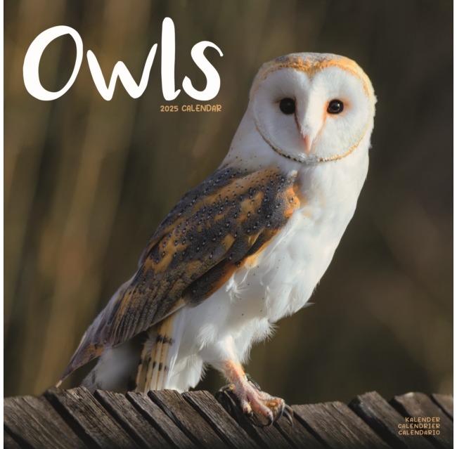 Owls Square Wall Calendar 2025 | Pegasas