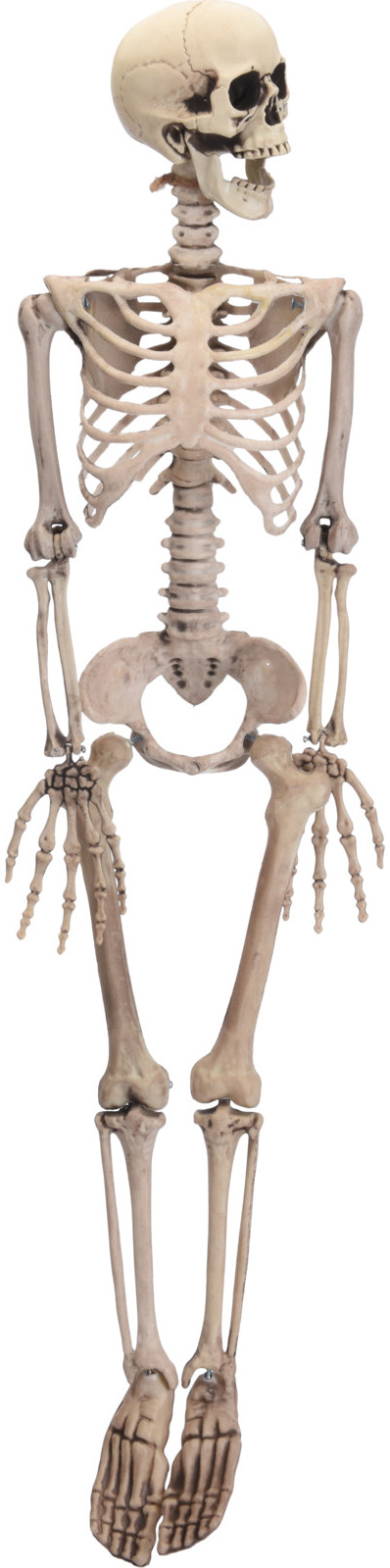 Pakabinama dekoracija SKELETON, 90 cm | Pegasas